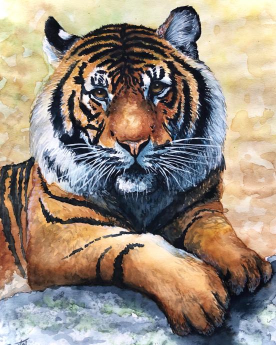 Akvarelna slika A4 - tiger