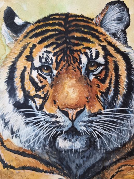 Akvarelna slika A4 - tiger