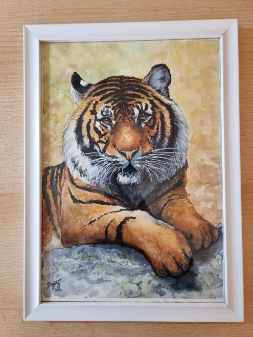 Akvarelna slika A4 - tiger