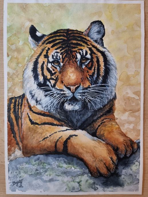 Akvarelna slika A4 - tiger