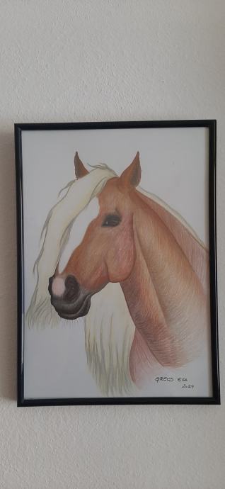 Risba Konjska glava