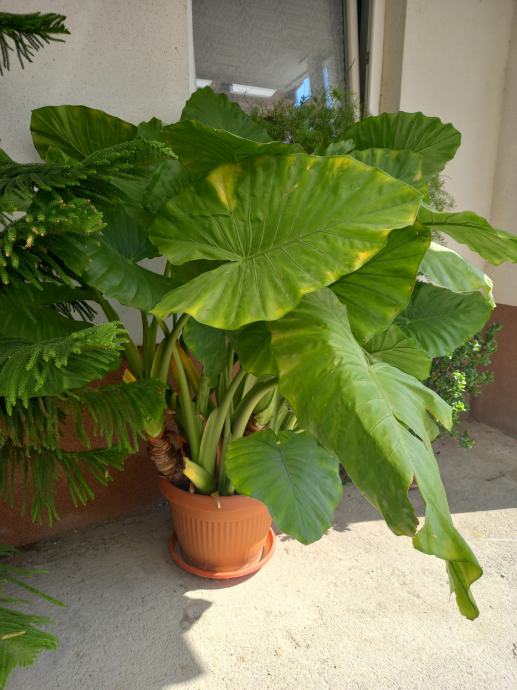 Adam rastlina (Alocasia)