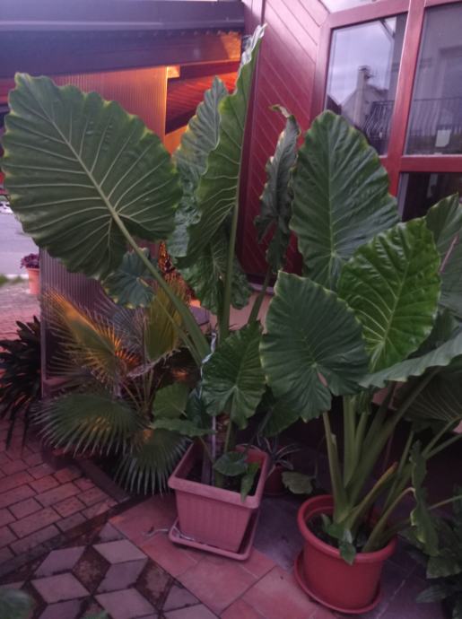 Adam - velika okrasna rastlina