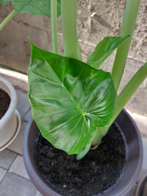 Adamov list sobna rastlina / zunanja rastlina