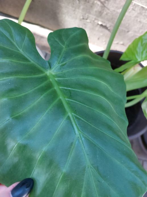 Adamov list sobna rastlina / zunanja rastlina