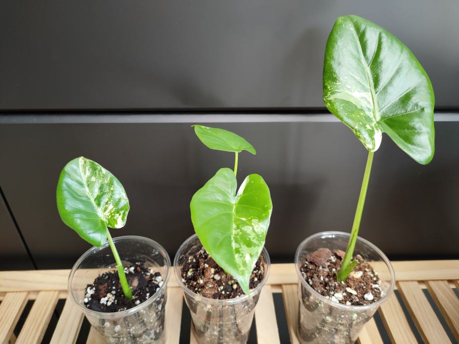 Alocasia Macrorrhiza variegata oz. variegiran adamov list / slonje uho