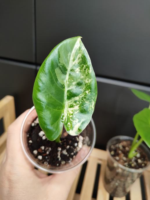 Alocasia Macrorrhiza variegata oz. variegiran adamov list / slonje uho