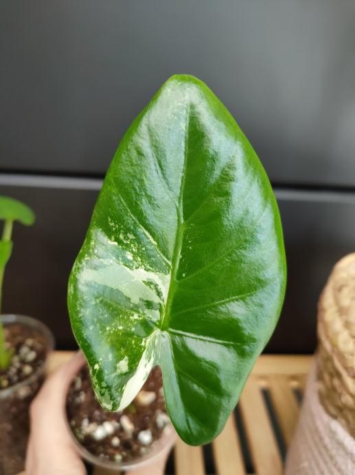 Alocasia Macrorrhiza variegata oz. variegiran adamov list / slonje uho