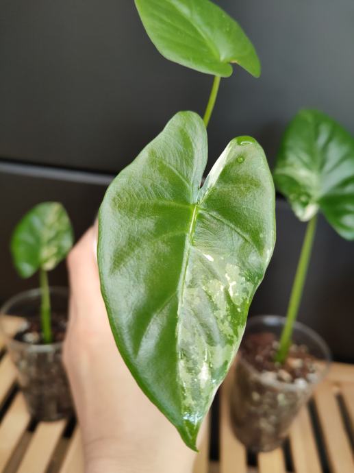 Alocasia Macrorrhiza variegata oz. variegiran adamov list / slonje uho