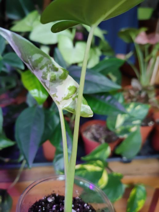Alocasia Macrorrhiza variegata oz. variegiran adamov list / slonje uho