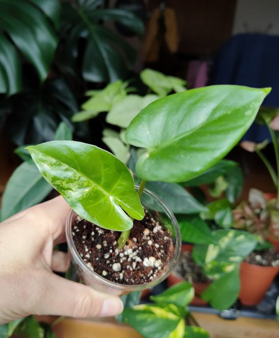 Alocasia Macrorrhiza variegata oz. variegiran adamov list / slonje uho
