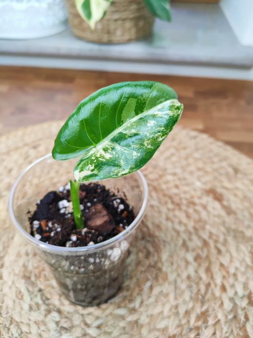 Alocasia Macrorrhiza variegata oz. variegiran adamov list / slonje uho