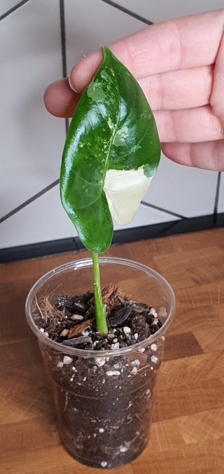 Alocasia Macrorrhiza variegata oz. variegiran adamov list / slonje uho
