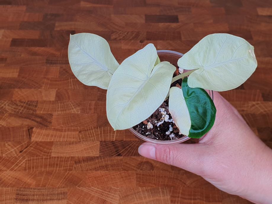 Alocasia Macrorrhiza variegata oz. variegiran adamov list / slonje uho