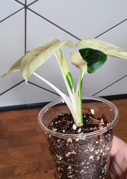 Alocasia Macrorrhiza variegata oz. variegiran adamov list / slonje uho