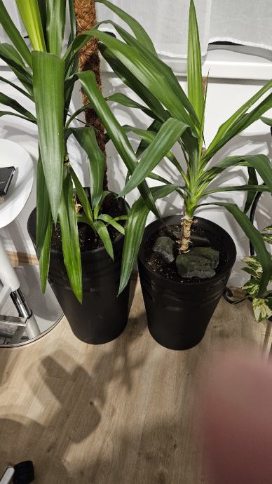 Drevo življenja, juka 80 cm