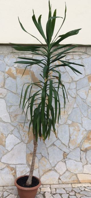 Drevo življenja / Juka (Yucca) 250cm