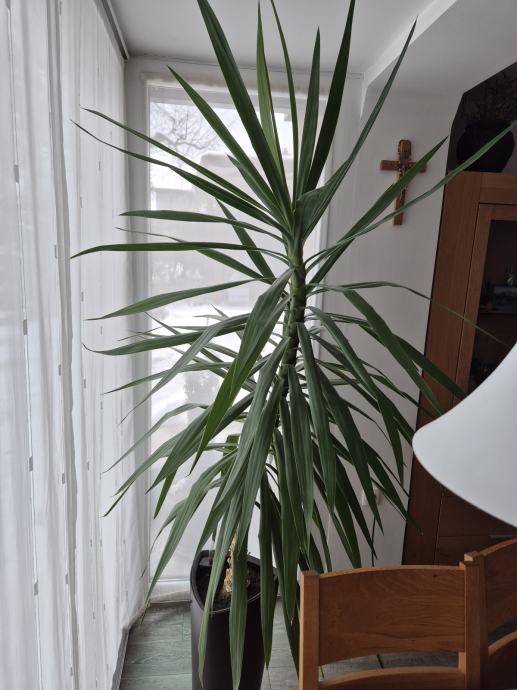 Drevo življenja Yuka 230 cm prodam