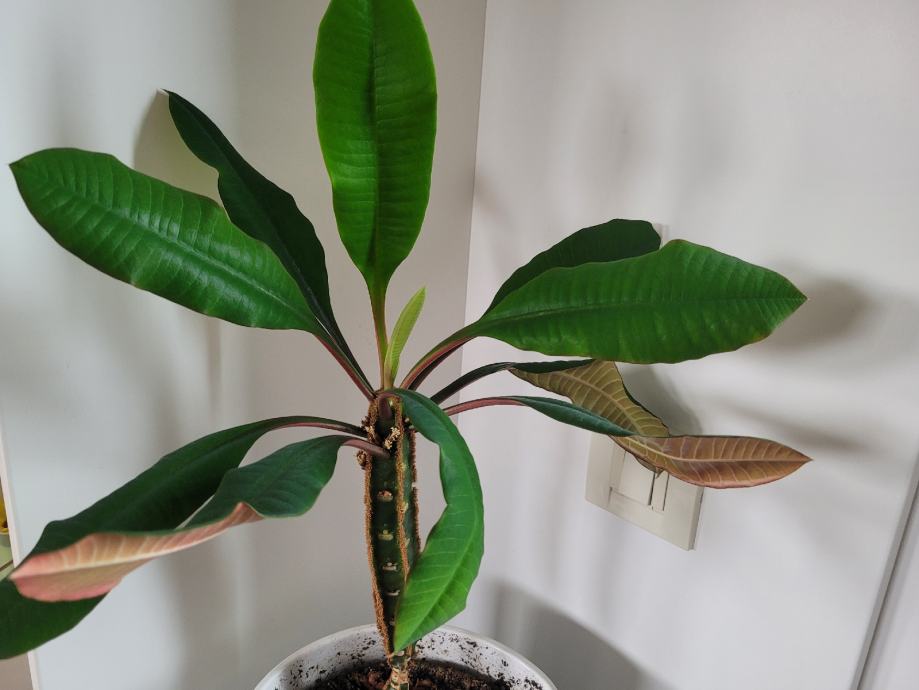 Euphorbia leuconeura, Madagaskarski dragulj