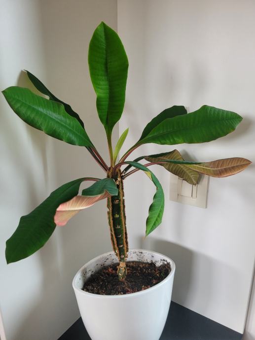 Euphorbia leuconeura, Madagaskarski dragulj