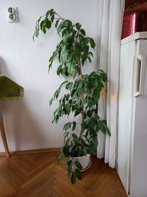 Fikus benjamin - sobna rastlina