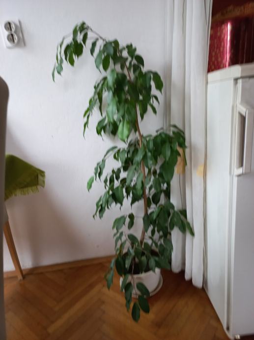 Fikus benjamin - sobna rastlina