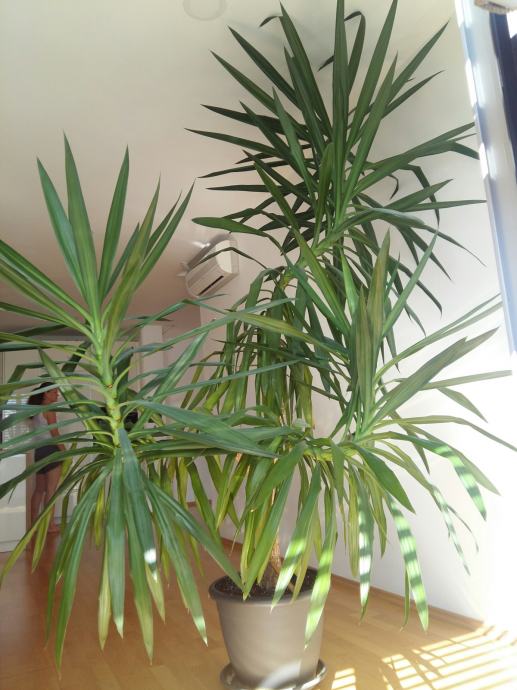 Fikus Palma Yucca - drevo življenja
