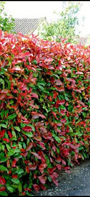 FOTINIJA, PHOTINIA, PHOTINIJA, RDEČA ŽIVA MEJA, RDEČI LOVORIKOVEC