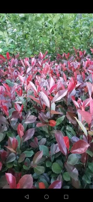 FOTINIJA, PHOTINIA, PHOTINIJA, RDEČA ŽIVA MEJA, RDEČI LOVORIKOVEC