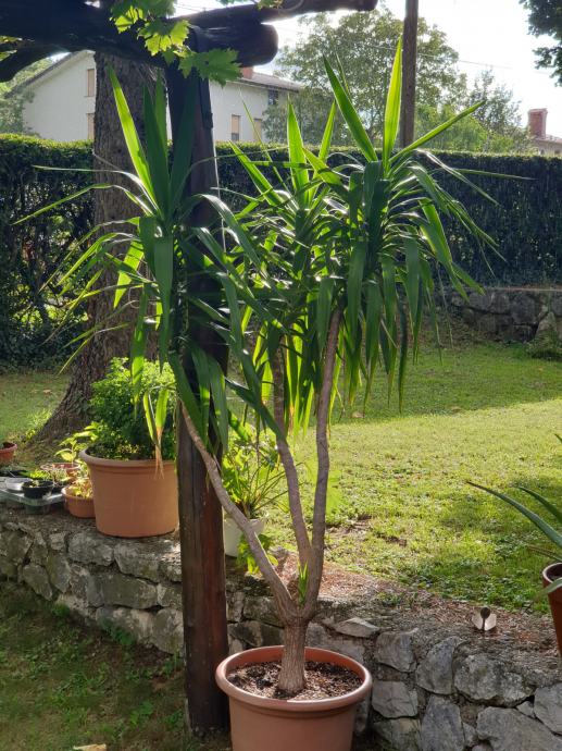 Juka - Yucca