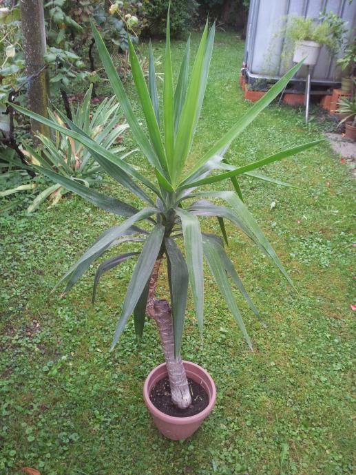 Juka (yucca), drevo življenja