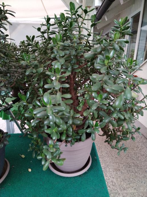 Krasula ali tolstica (Crassula) – drevo obilja - z loncem - 100x100 cm