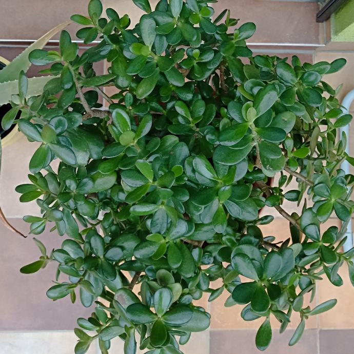 KRASULA - MONEY TREE