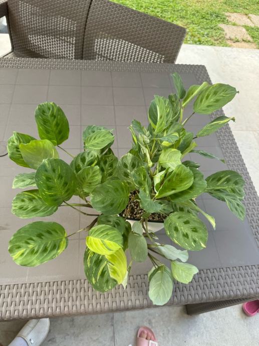 Maranta Kerchoveana Variegata