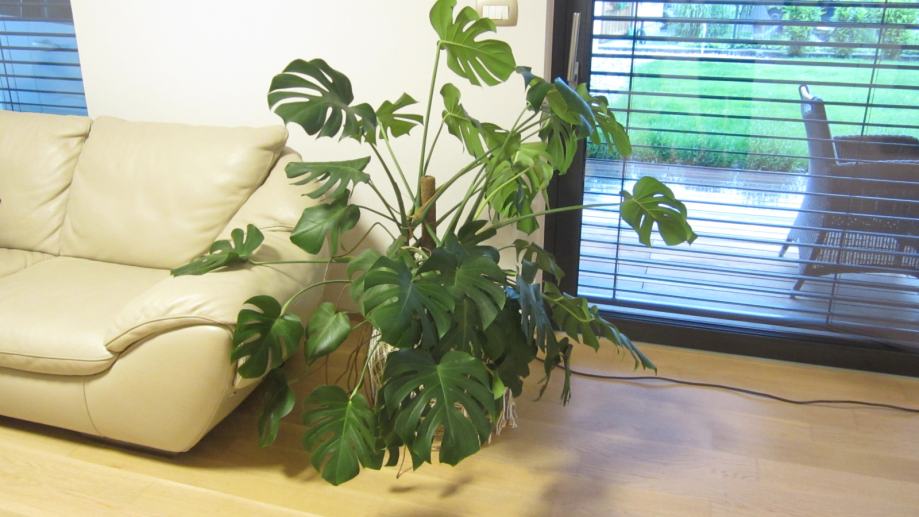 Monstera rastlina