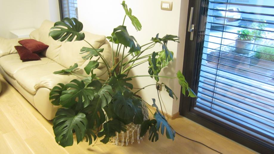Monstera rastlina