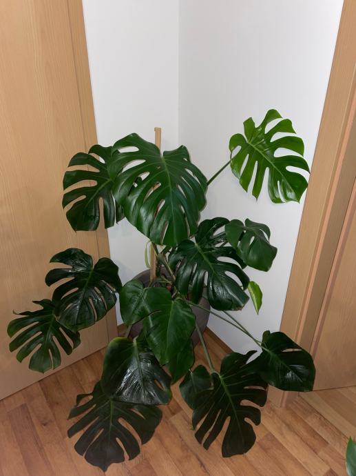 Monstera