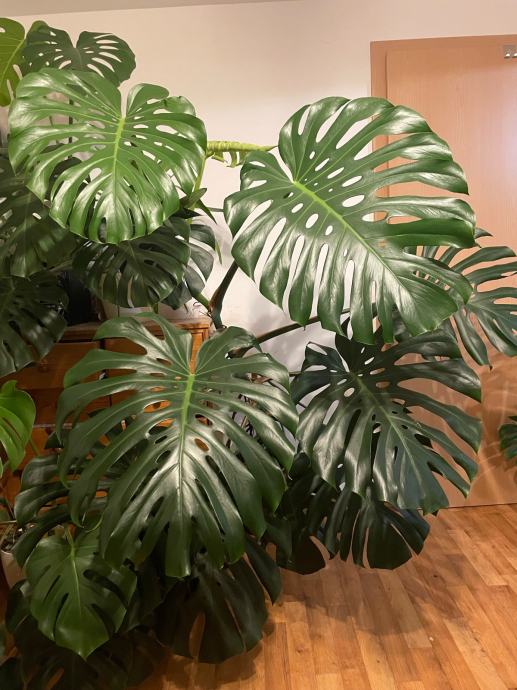 Monstera