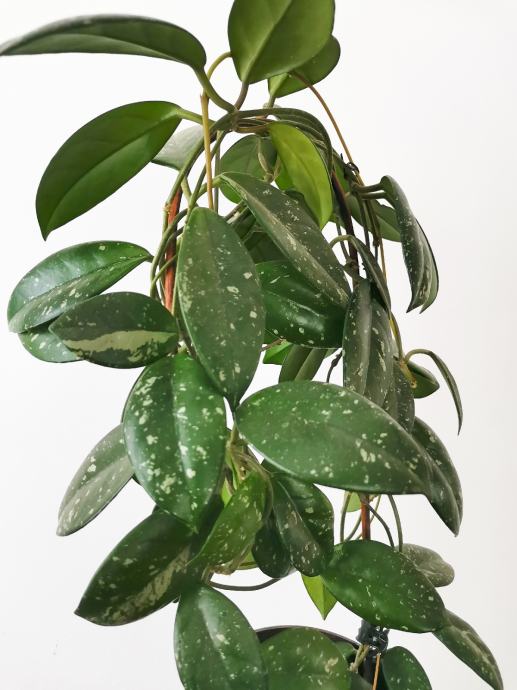 Navadna voščenka sobna rastlina