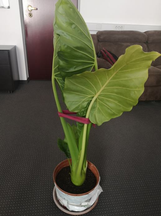 Prodam sobno rastlino Adam