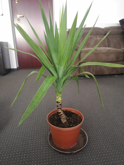 Prodam sobno rastlino juka (Yucca)