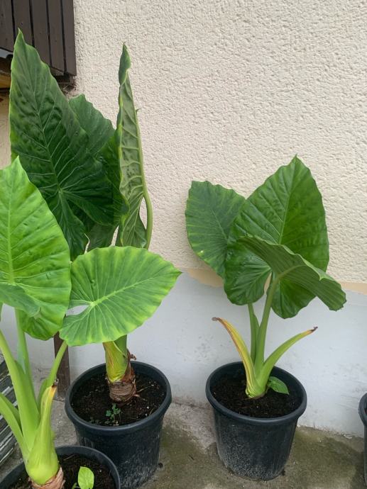 Rastlina Alocasia