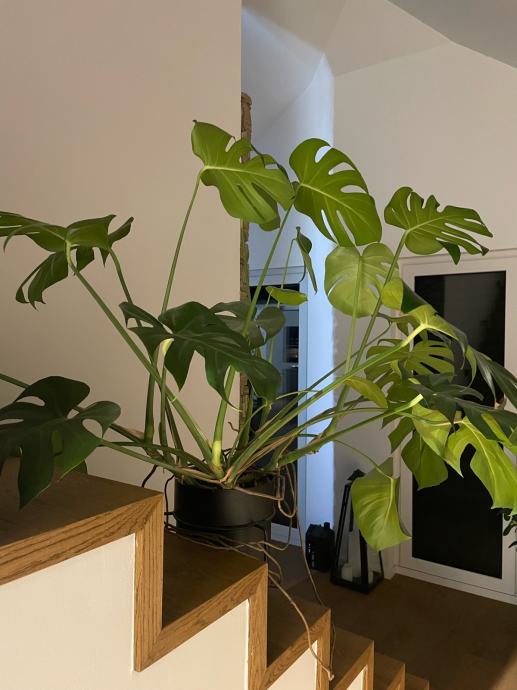 Rastlina Monstera