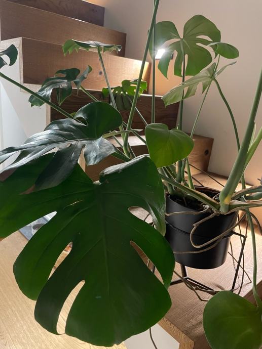 Rastlina Monstera