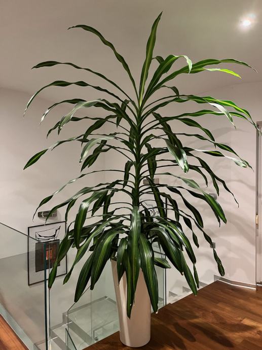 Roža - sobna okrasna rastlina cca. 300cm