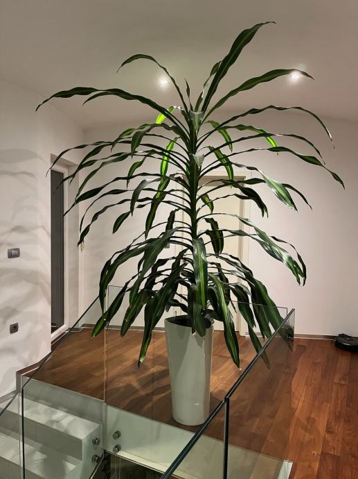 Roža - sobna okrasna rastlina cca. 300cm