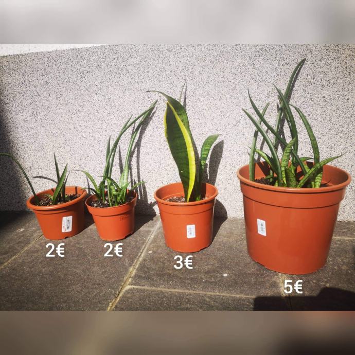 Sobna rastlina Taščin Jezik (Sansevieria)