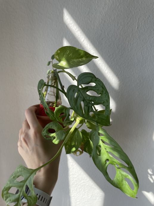 Sobne rastline - enostavne za vzdrževanje