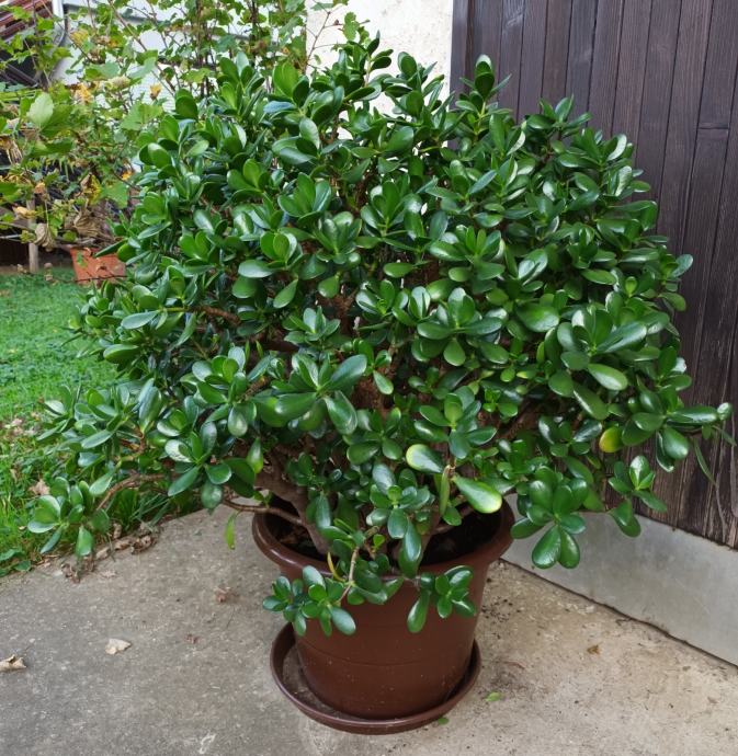 Tolstica, krasula, Crassula ovata