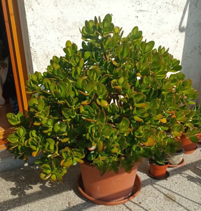Tolstica, krasula, Crassula ovata